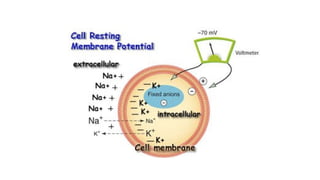 Membrane Potentials and Excitable Tissues.pptx