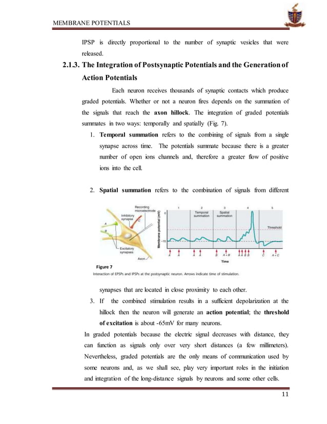 Membrane potentials | PDF