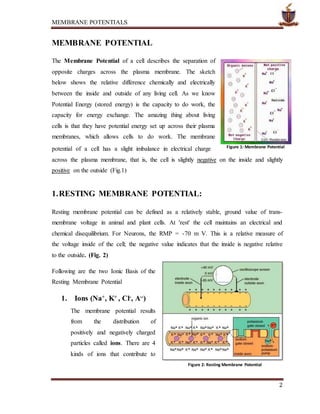 Membrane potentials | PDF
