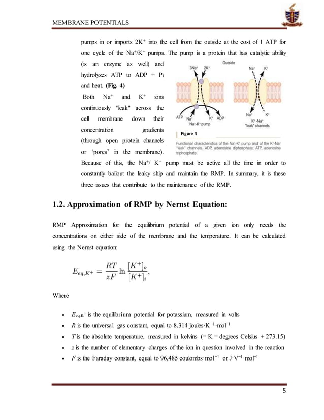 Membrane potentials | PDF