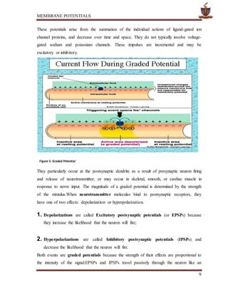 Membrane potentials | PDF