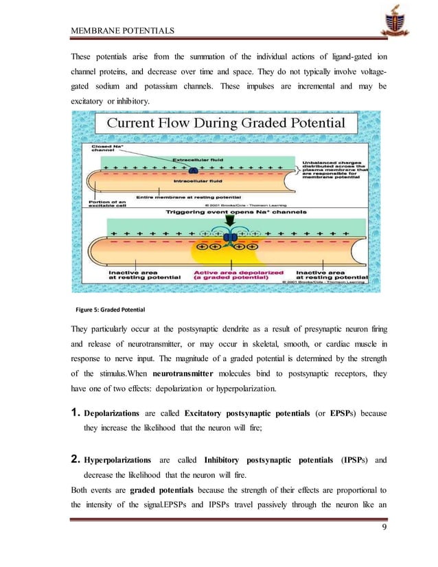 Membrane potentials | PDF