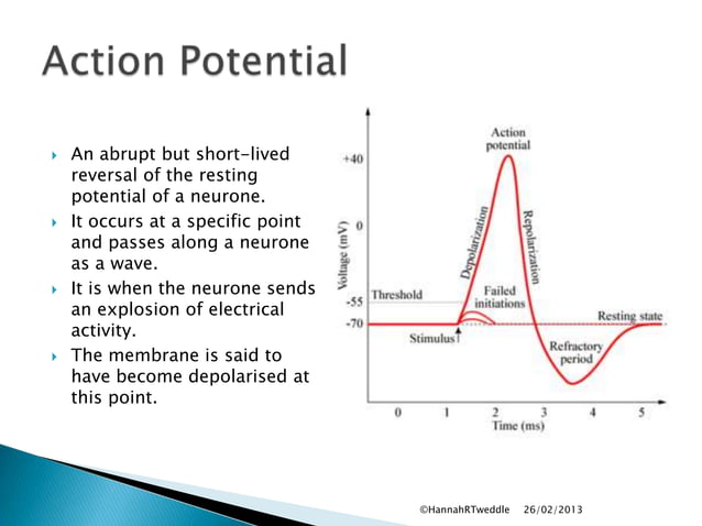 Membrane potentials of a nerve impulse | PPT