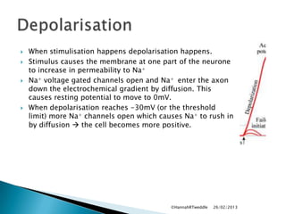 Membrane potentials of a nerve impulse | PPT