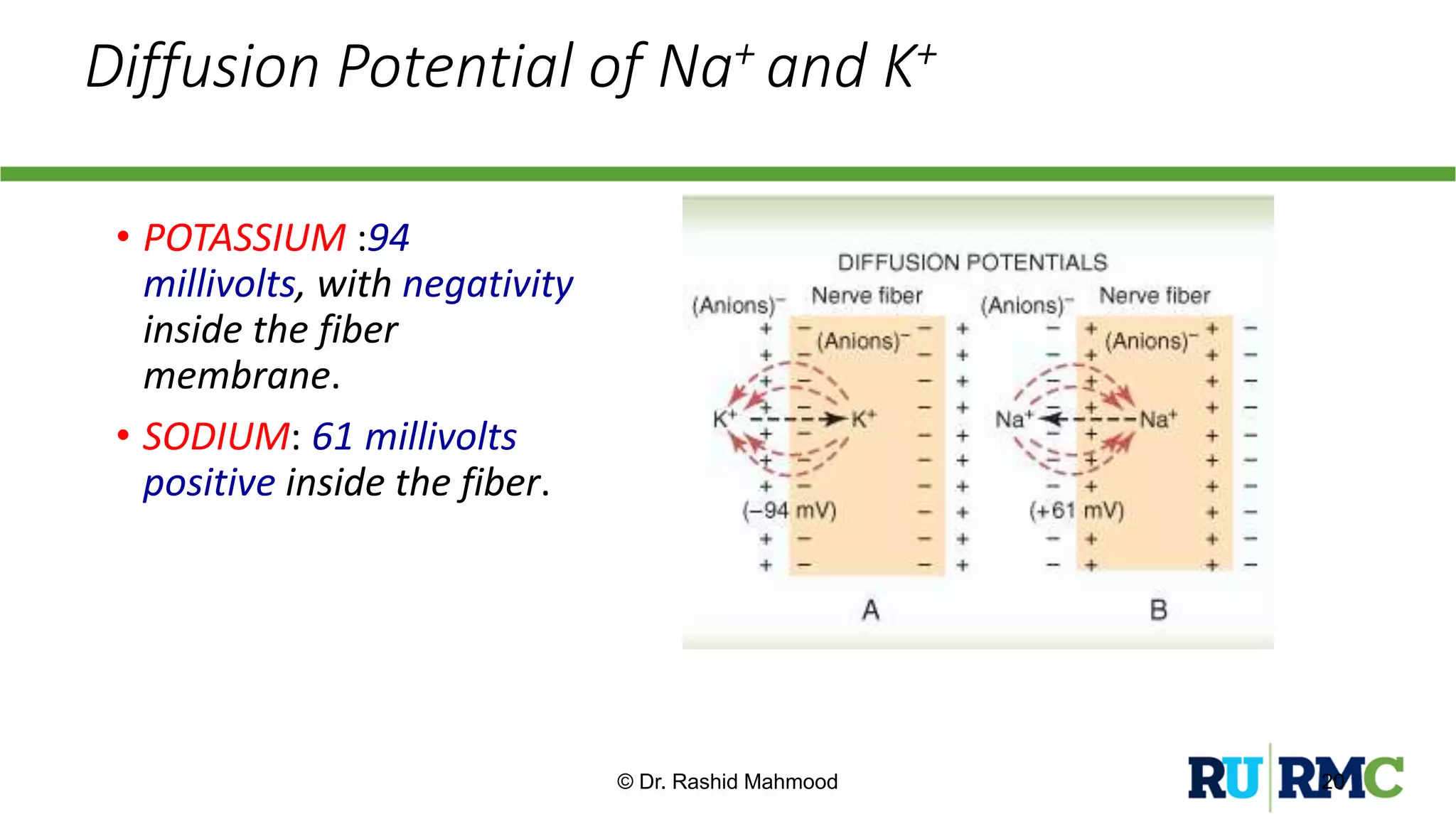 Membrane potentials & Resting Membrane Potential (RMP) | PPTX