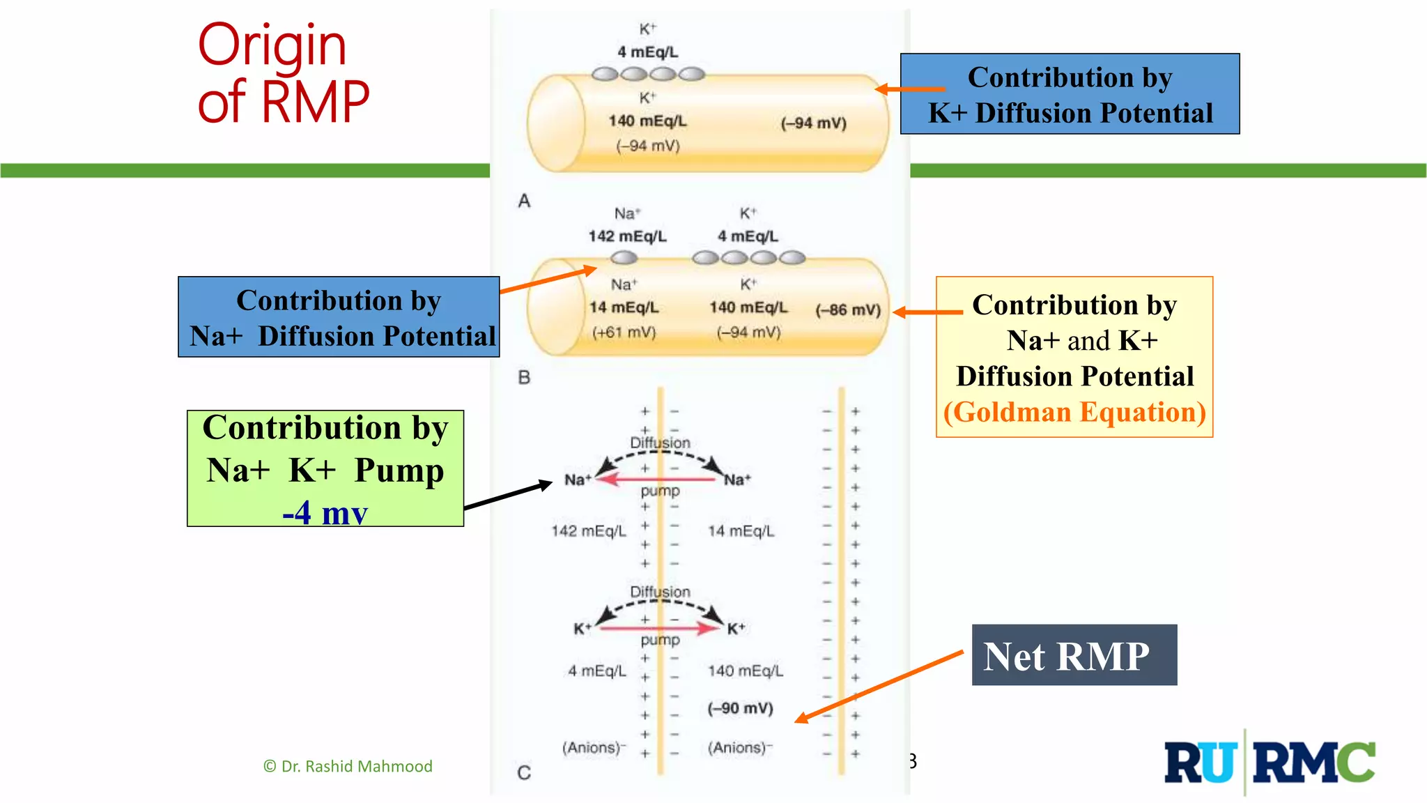 Membrane potentials & Resting Membrane Potential (RMP) | PPTX
