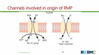 Membrane potentials & Resting Membrane Potential (RMP) | PPTX