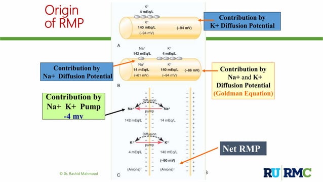 Membrane potentials & Resting Membrane Potential (RMP) | PPTX