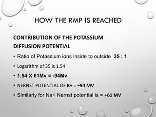 Membrane Potential | PDF