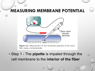 Membrane Potential | PDF