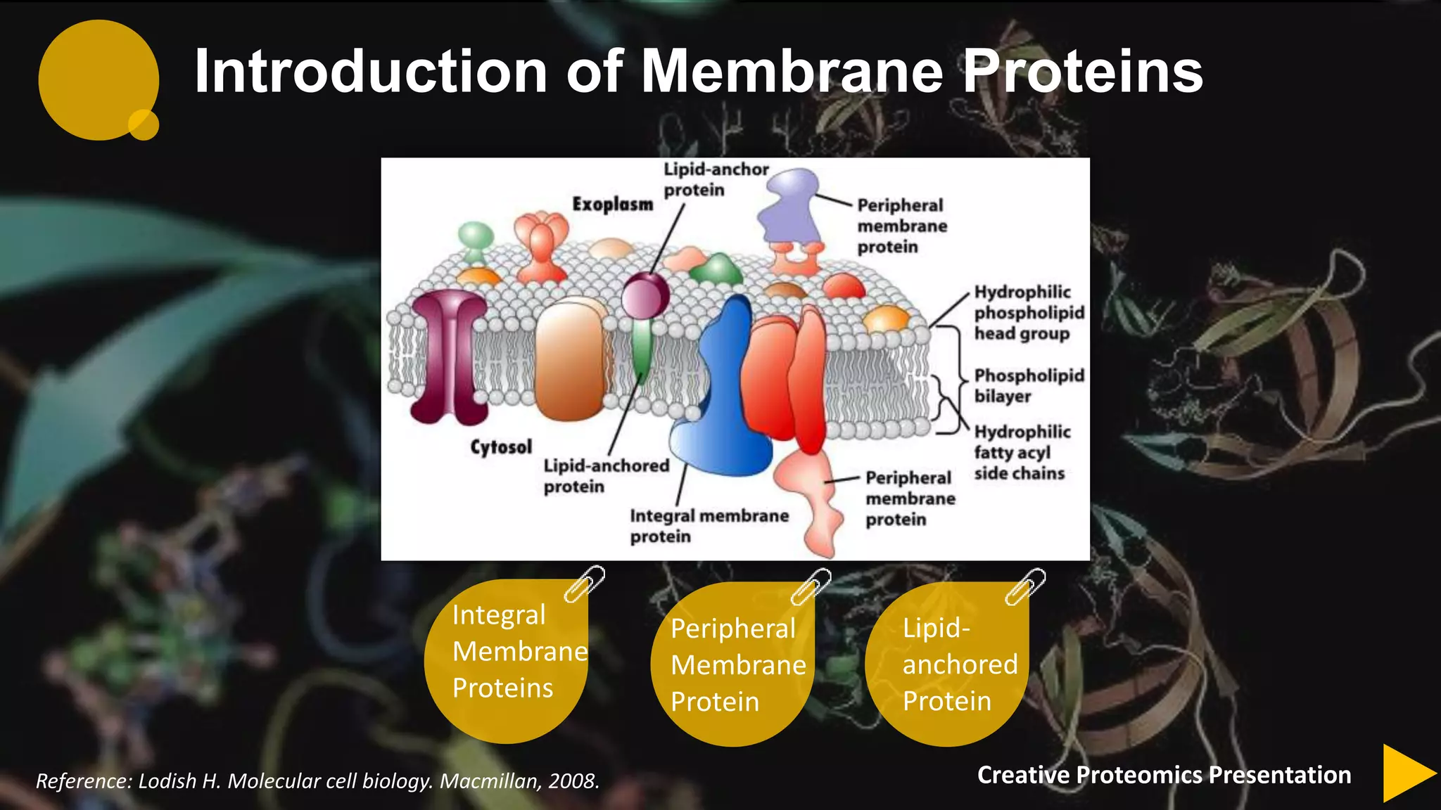 Membrane protein identification by shotgun proteomics | PPTX