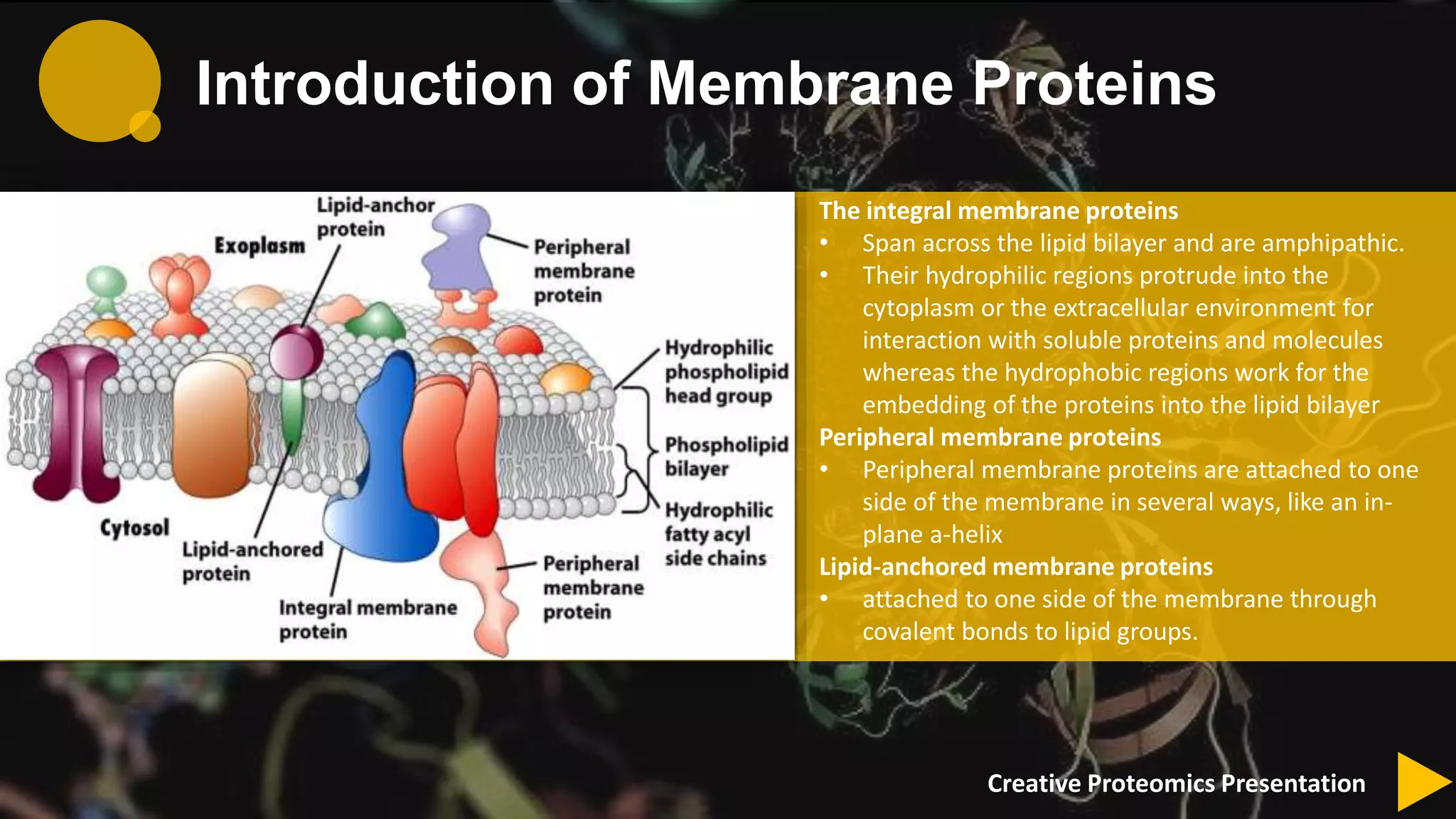 Membrane protein identification by shotgun proteomics | PPT Membrane protein identification by shotgun proteomics | PPT
