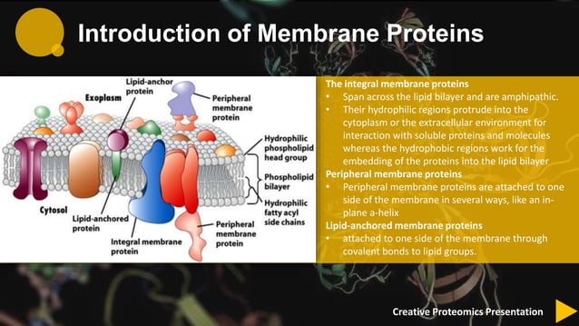 Membrane protein identification by shotgun proteomics Membrane protein identification by shotgun proteomics