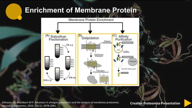 Membrane protein identification by shotgun proteomics Membrane protein identification by shotgun proteomics