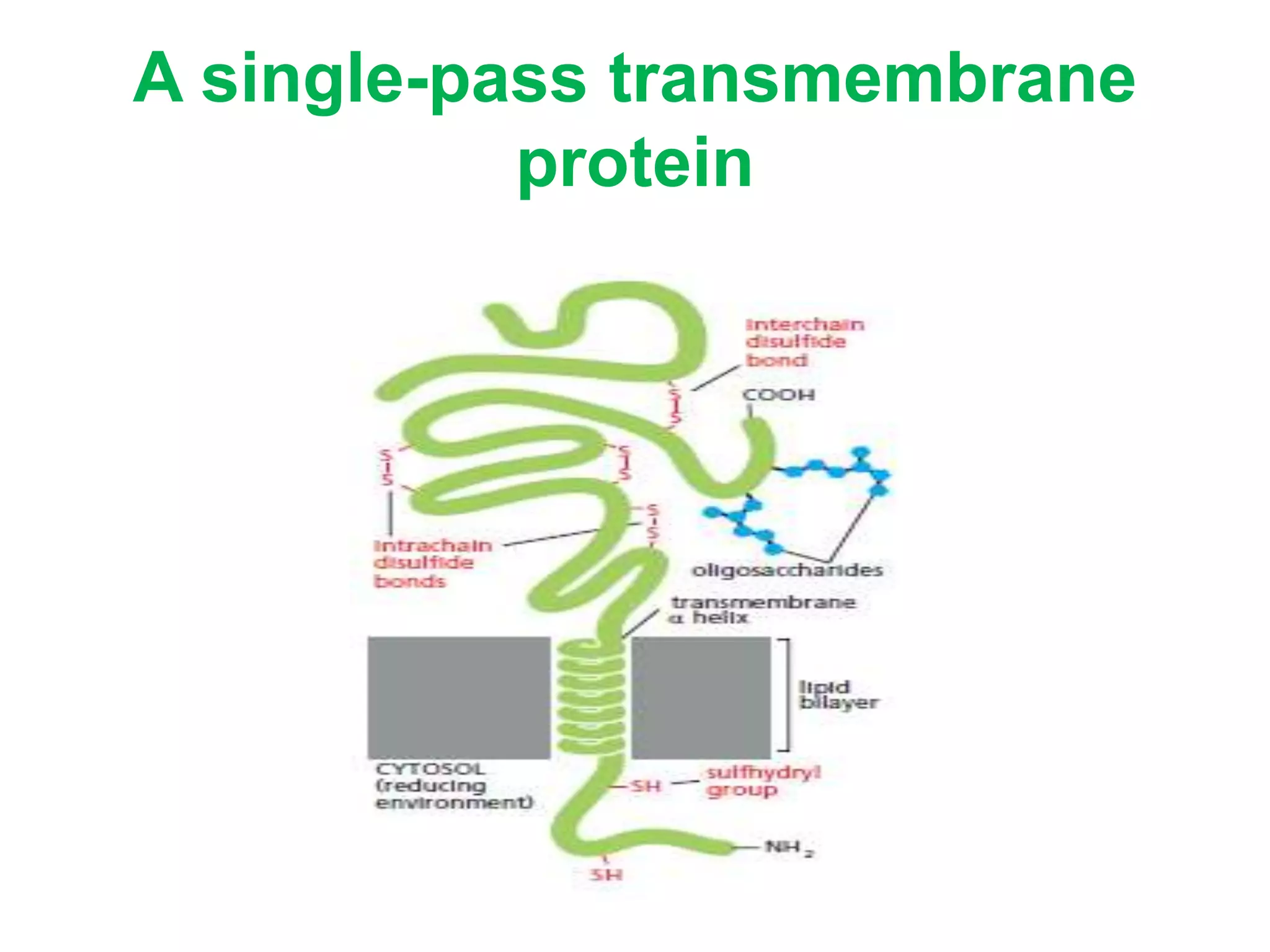 Membrane proteins | PPTX