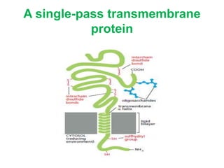 Membrane proteins | PPTX