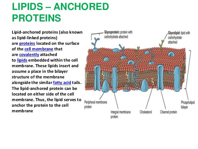 Lipid Anchored Proteins