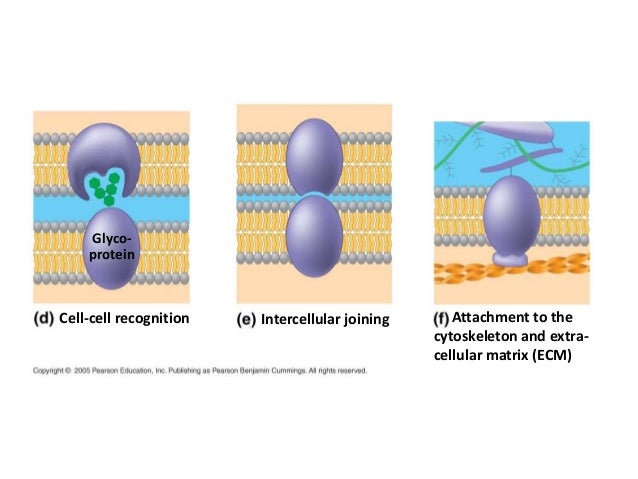 Membrane proteins