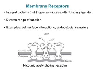 Membrane proteins | PPTX