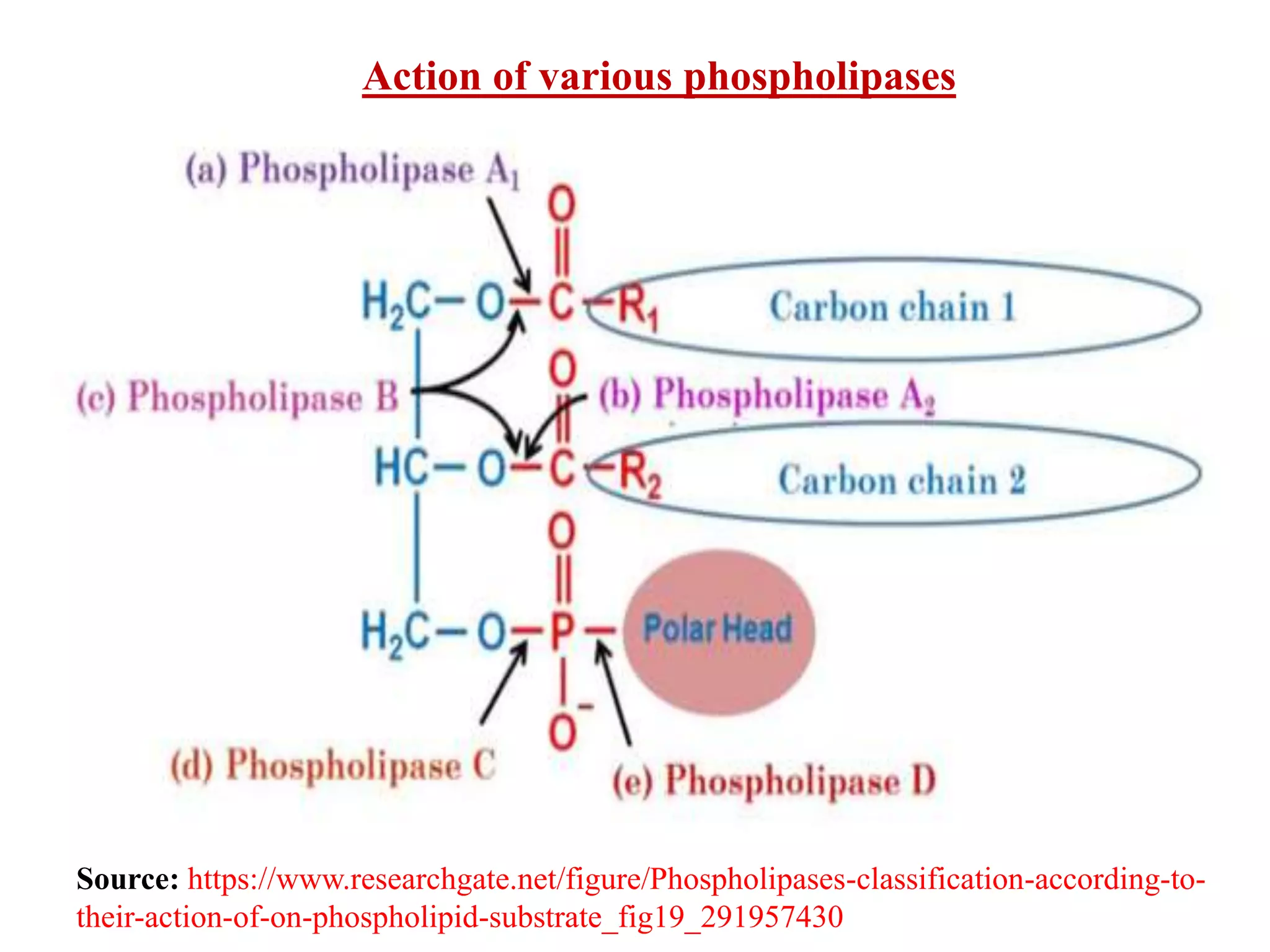 Membrane Proteins, Receptors and Phospholipases | PPTX