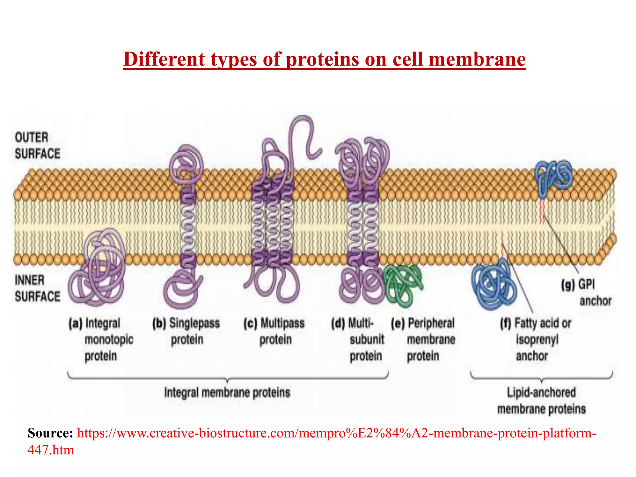 Membrane Proteins, Receptors and Phospholipases | PPTX