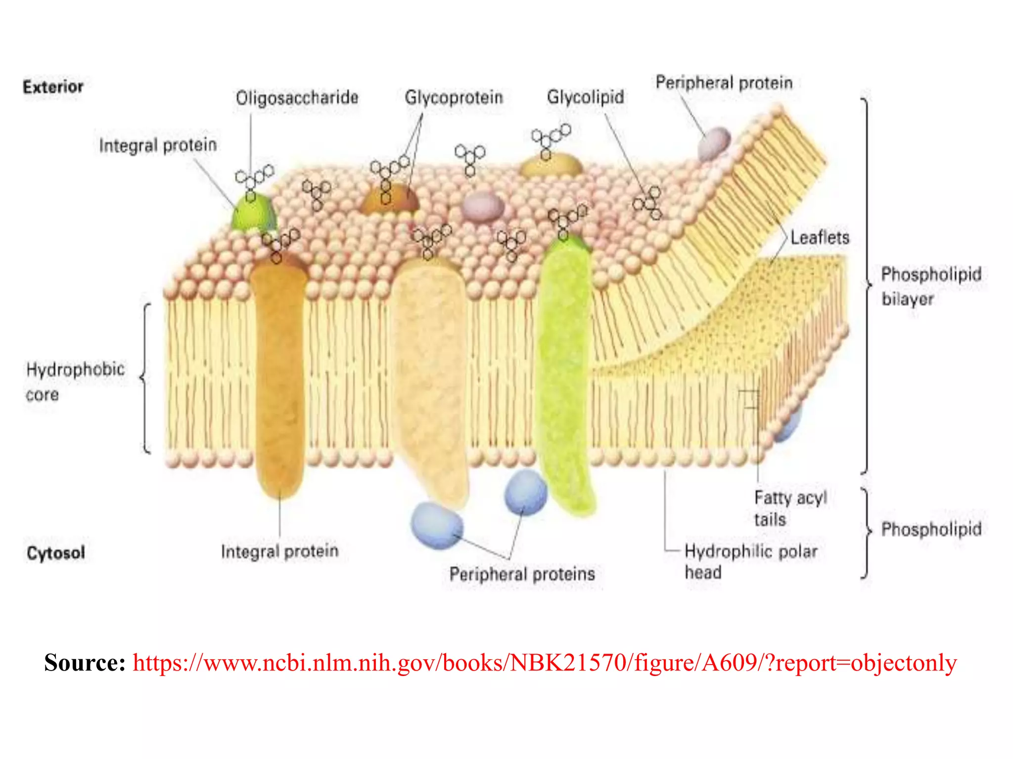 Membrane Proteins, Receptors and Phospholipases | PPTX