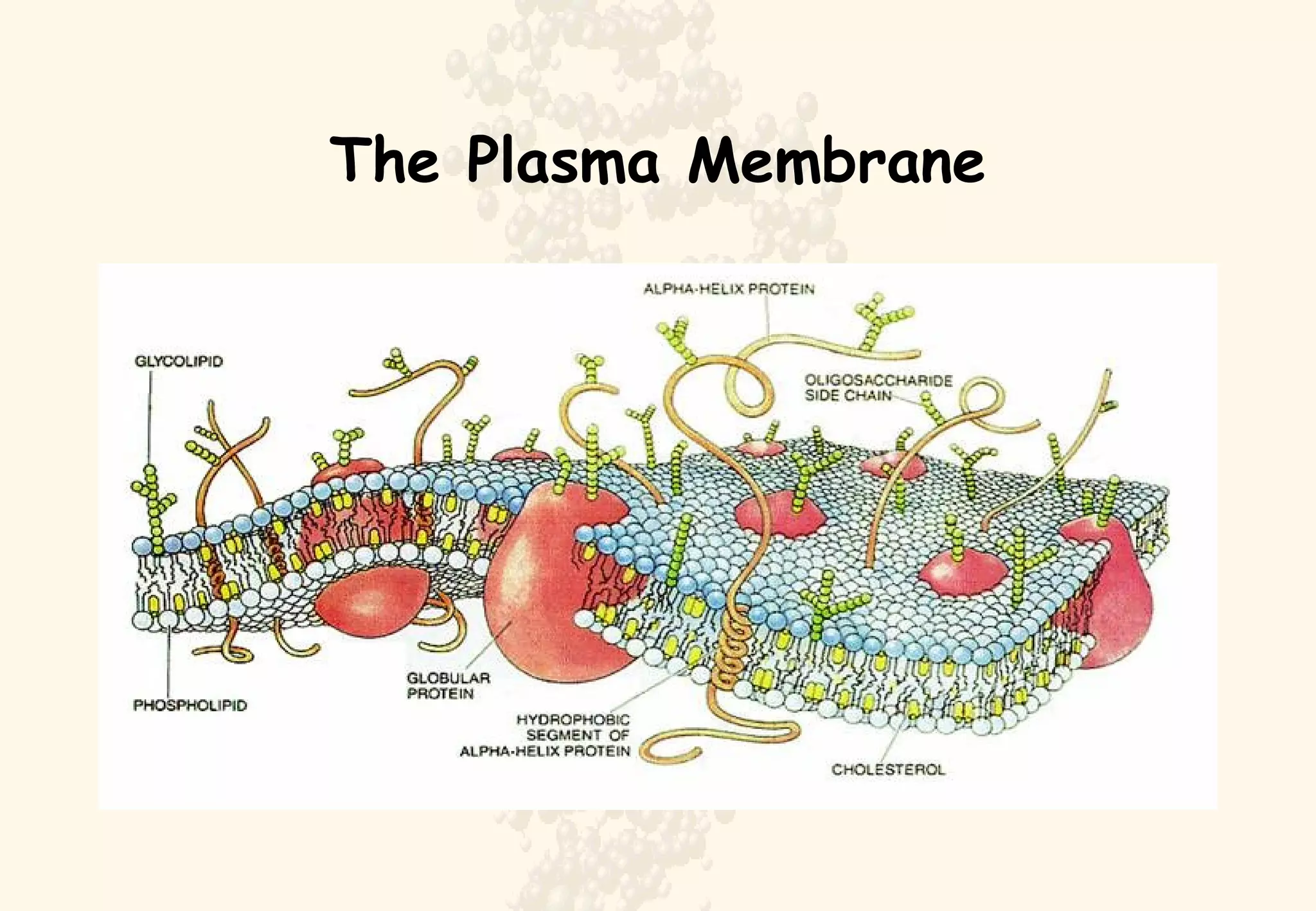 Membranes | PPT