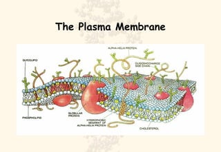 Membranes | PPT