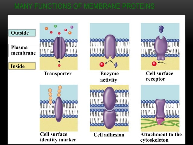 membranes-150320021031-conversion-gate01 (1).pptx