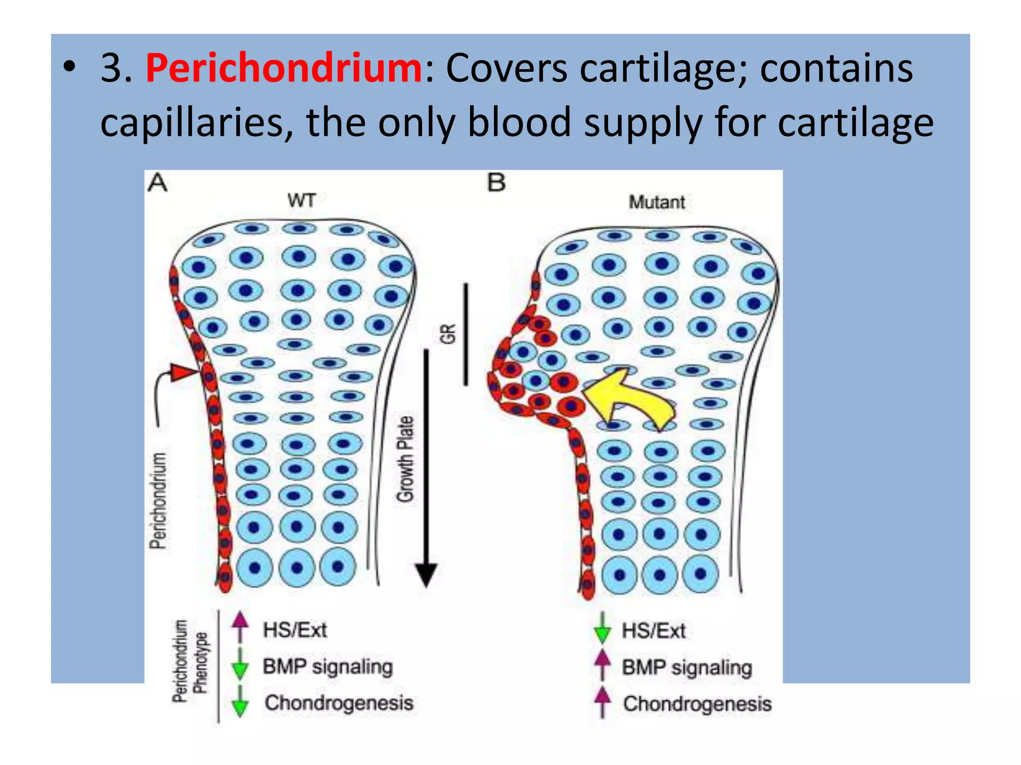 Membranes | PPTX