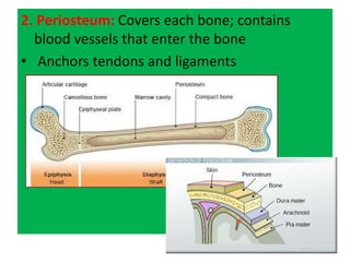 Membranes | PPTX