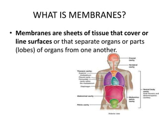 Membranes | PPTX