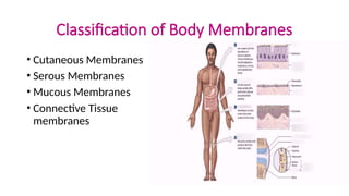 Membranes and Body Cavities.pptx