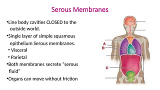 Membranes and Body Cavities.pptx