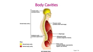 Membranes and Body Cavities.pptx