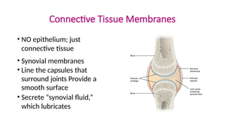 Membranes and Body Cavities.pptx