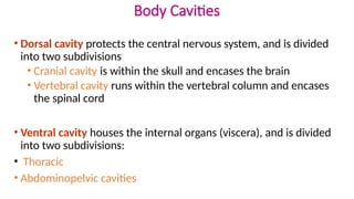 Membranes and Body Cavities.pptx