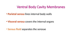 Membranes and Body Cavities.pptx