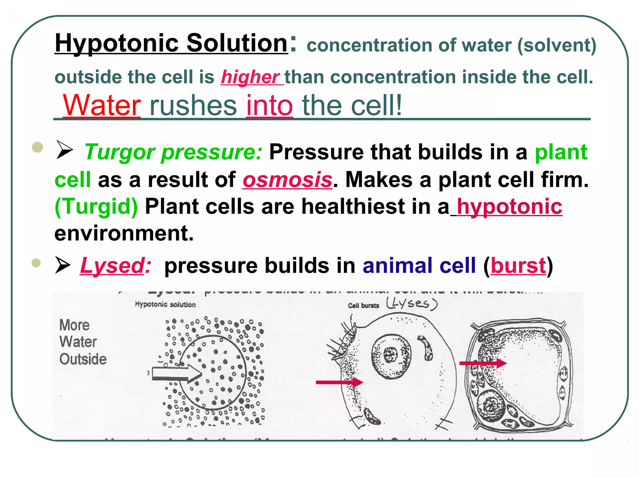 Membranes and osmosis | PPT
