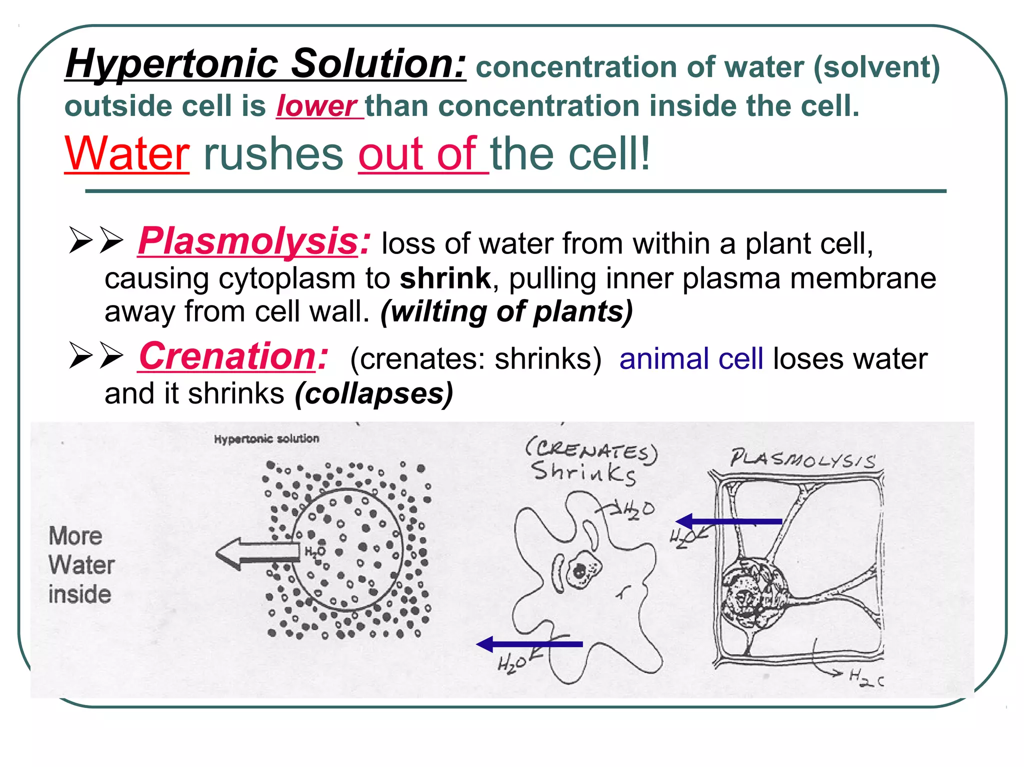 Membranes and osmosis | PPT