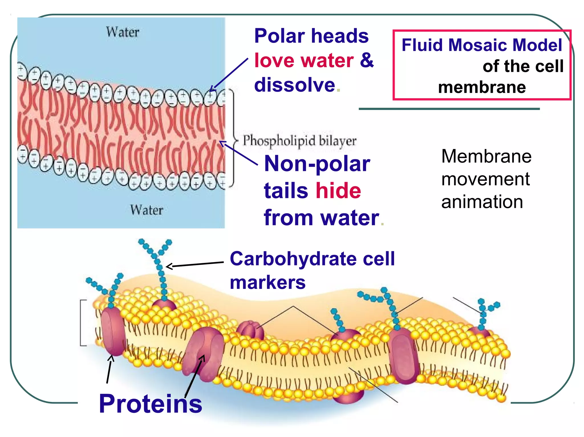 Membranes and osmosis | PPT