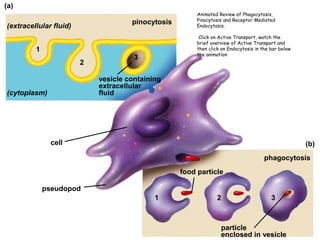Membranes and osmosis | PPT