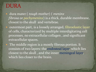 Membranes of brain | PPTX