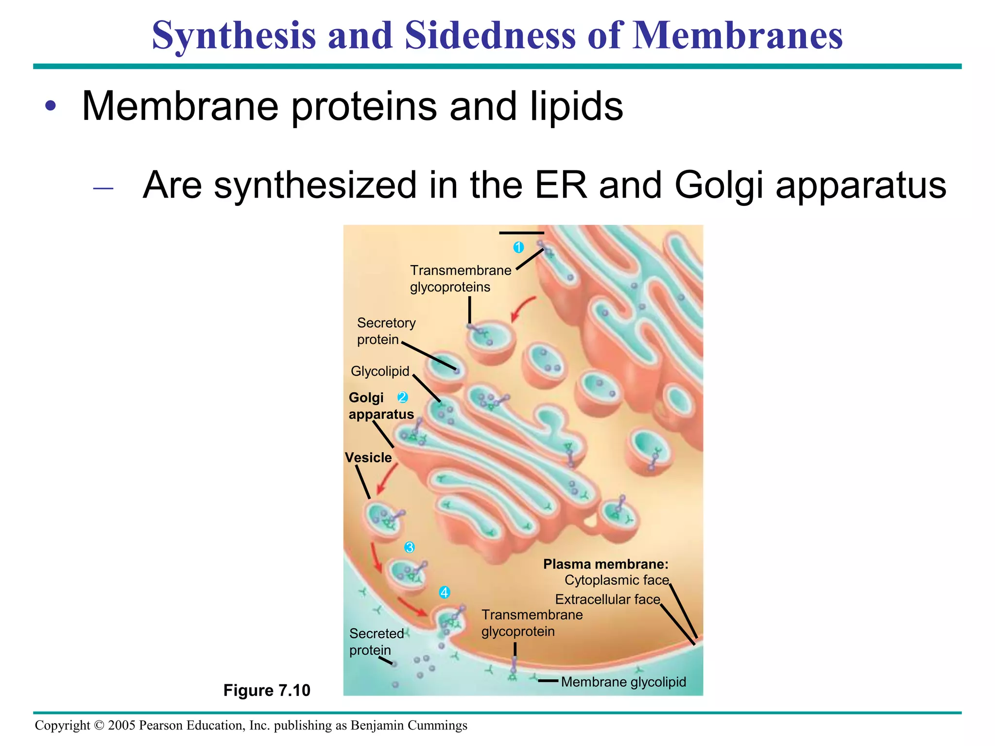 Membrane structure | PPT