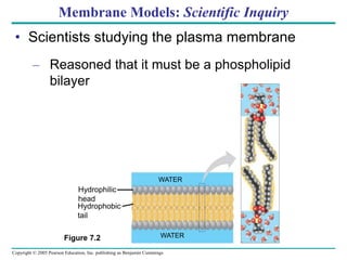 Membrane structure | PPT