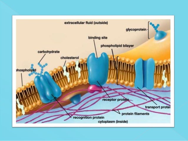 Membrane structure