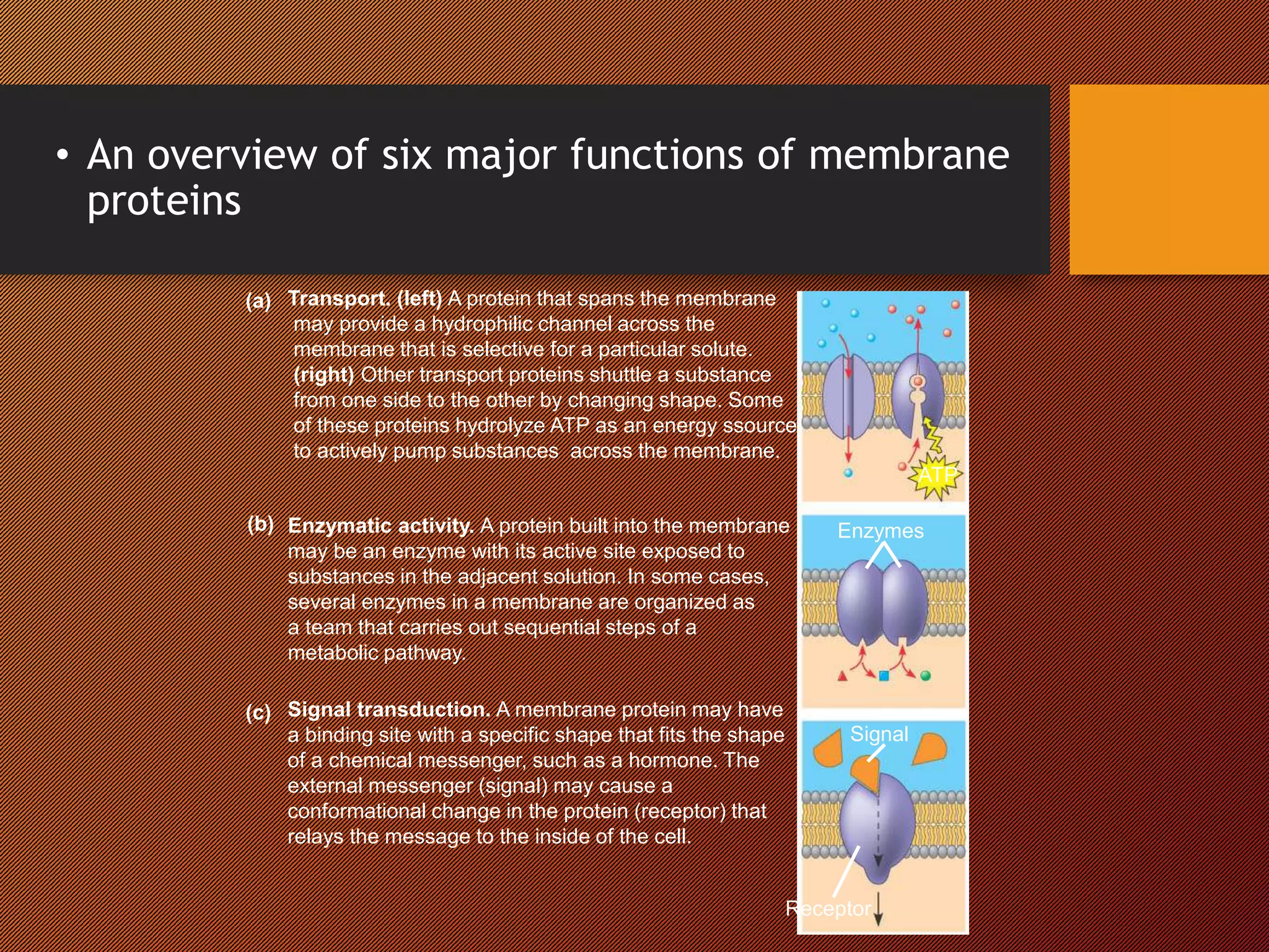 Membrane structure | PPT