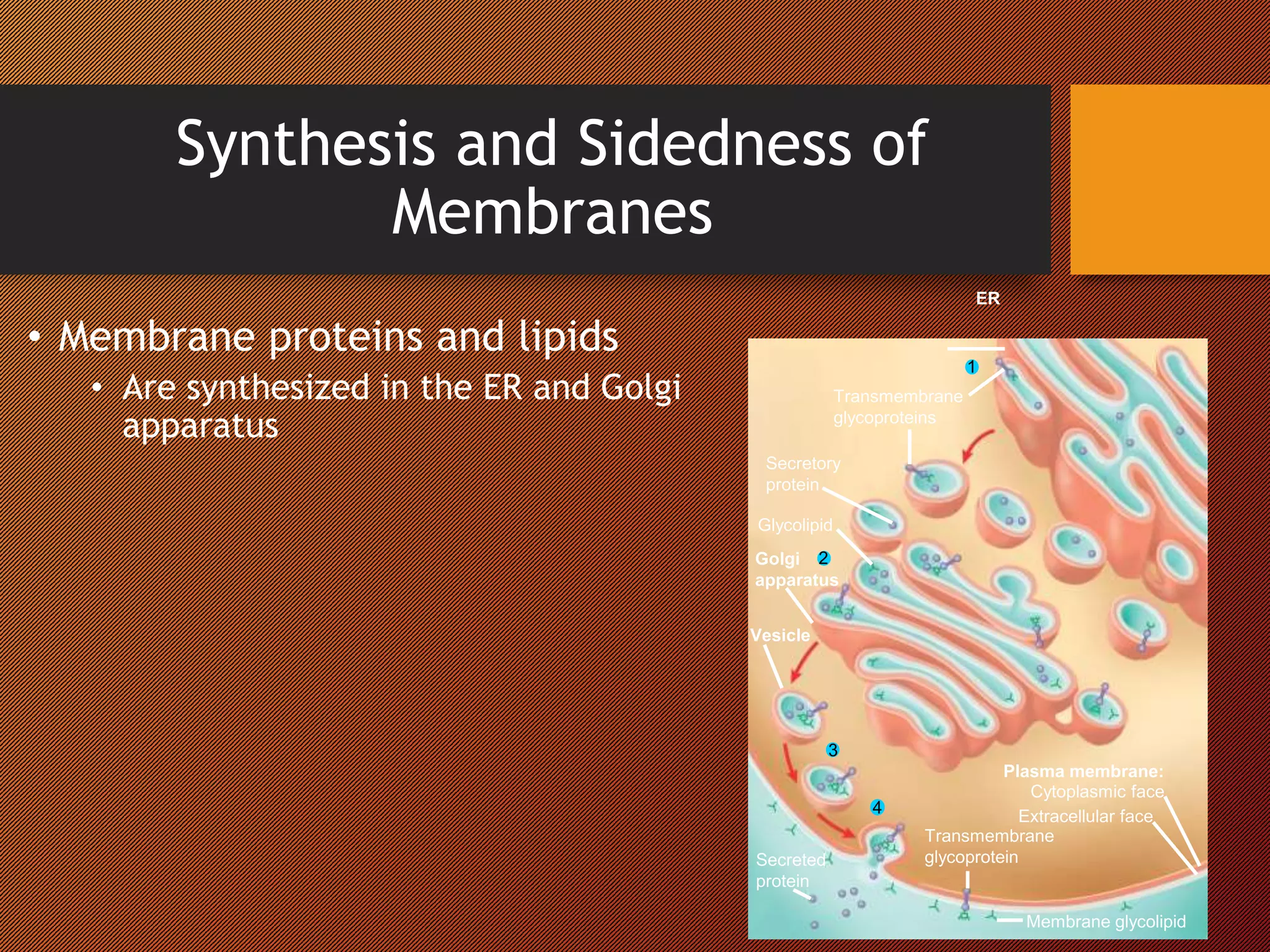 Membrane structure | PPT