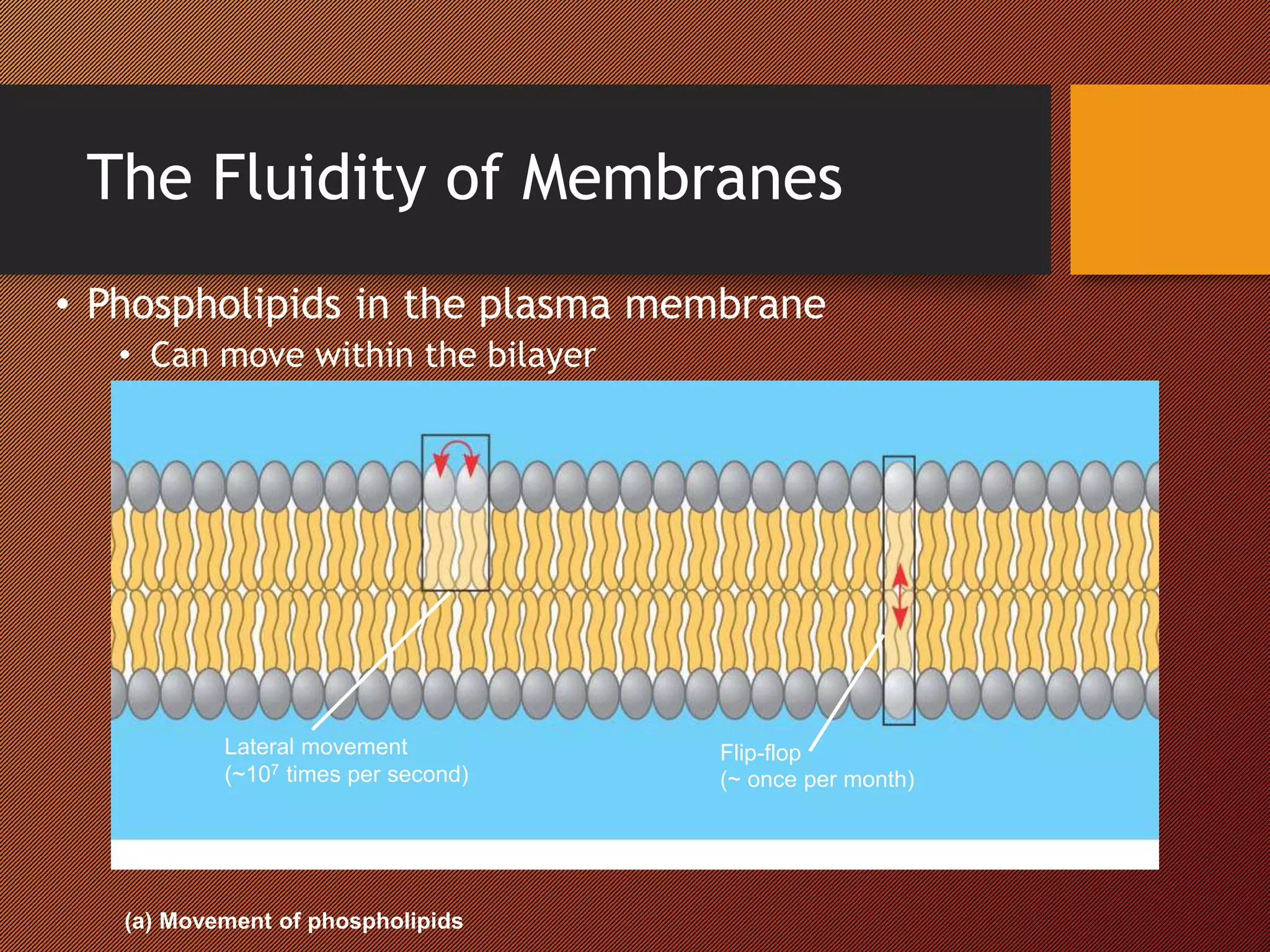 Membrane structure | PPT