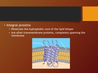 Membrane structure | PPT